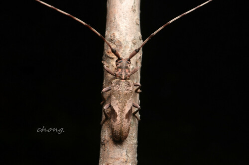 Uraecha angusta · NaturaLista Colombia