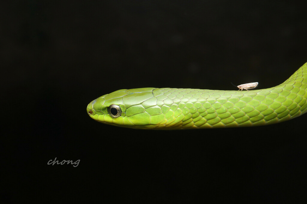 Chinese Green Snake from 中国江苏省南京市江宁区 on June 17, 2022 at 07:47 PM by 虫虫 ...
