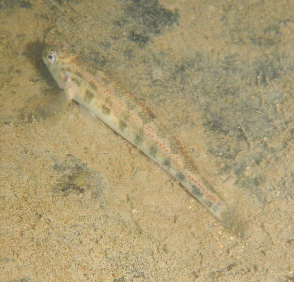 Tennessee Snubnose Darter from Butler Creek, end of Co. Rd. 302 ...