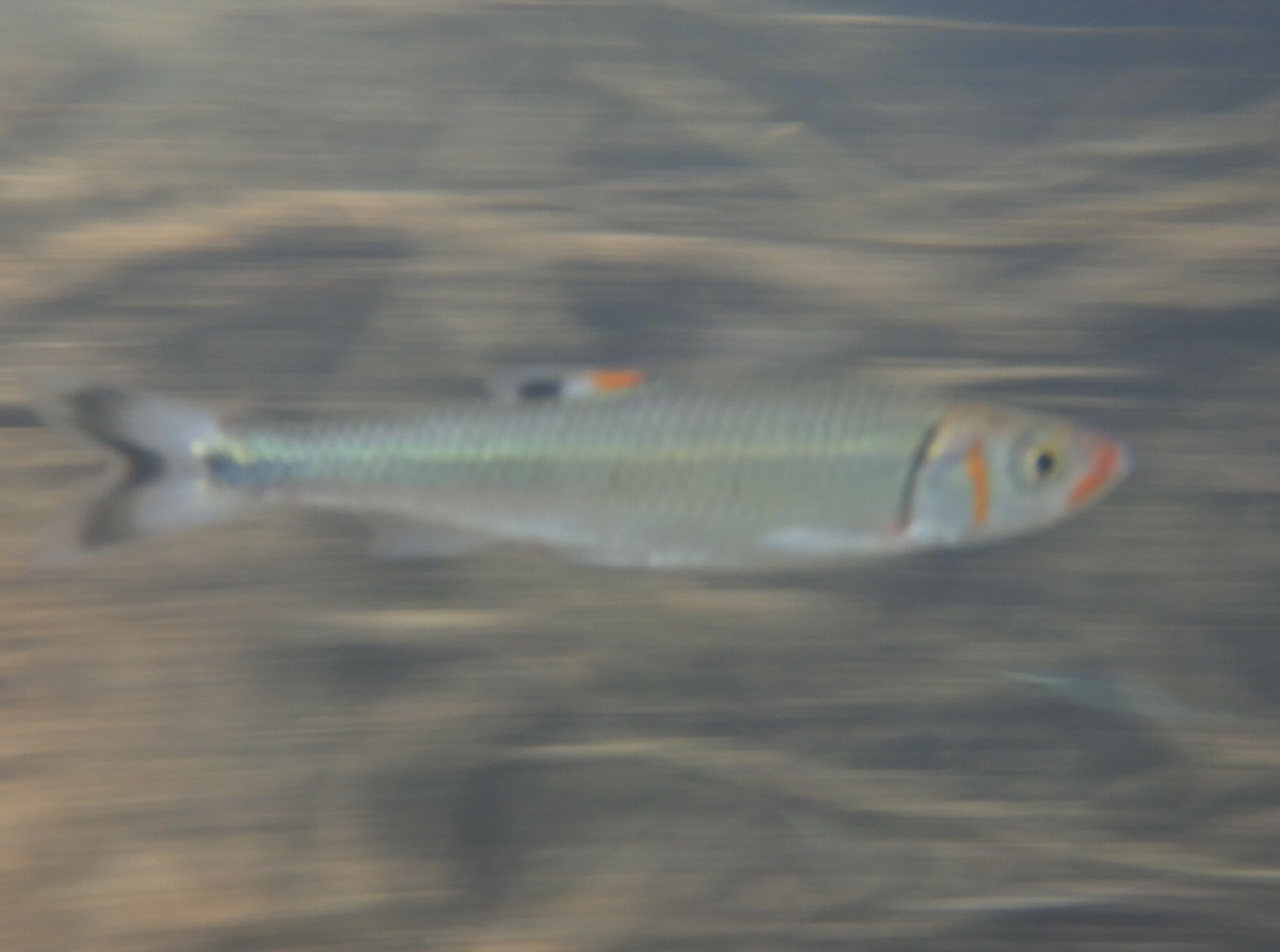 Luxilus coccogenis (Cope, 1868)