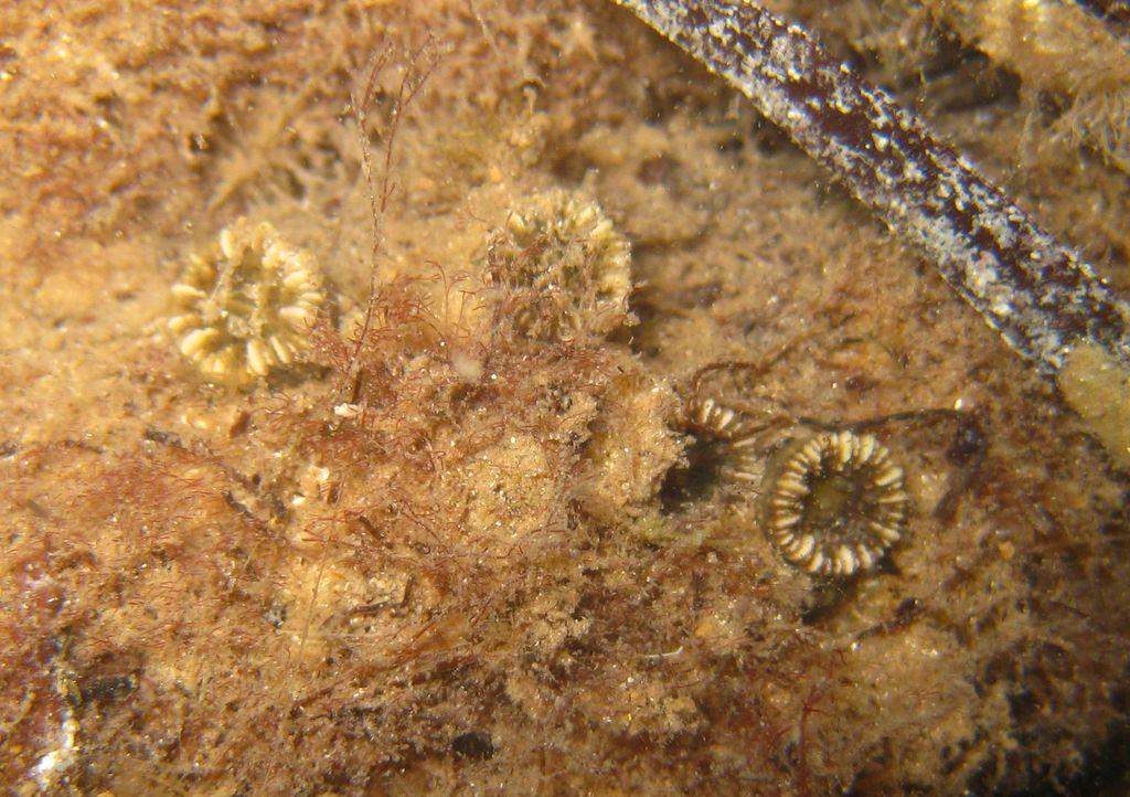 Astrangia atrata from Ardrossan, Yorke Peninsular, South Australia on ...