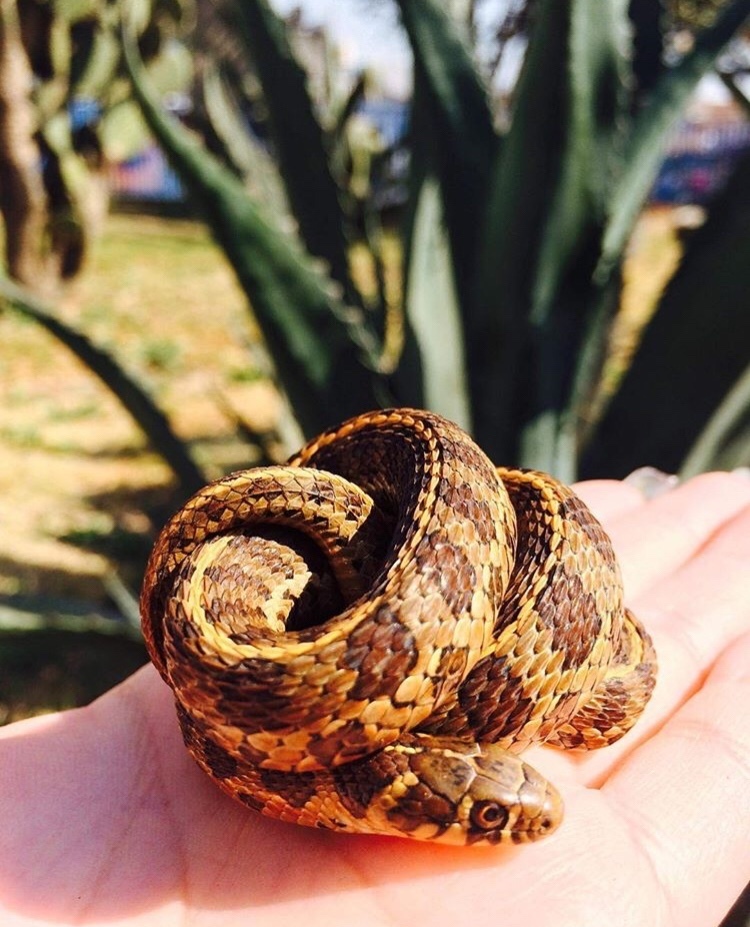 Short-tail Alpine Garter Snake from Avenida Hacienda Sotelo, Ciudad de ...