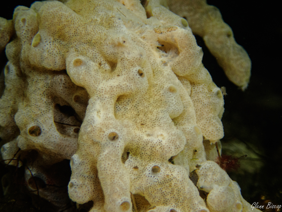 Didemnum vexillum Kott, 2002