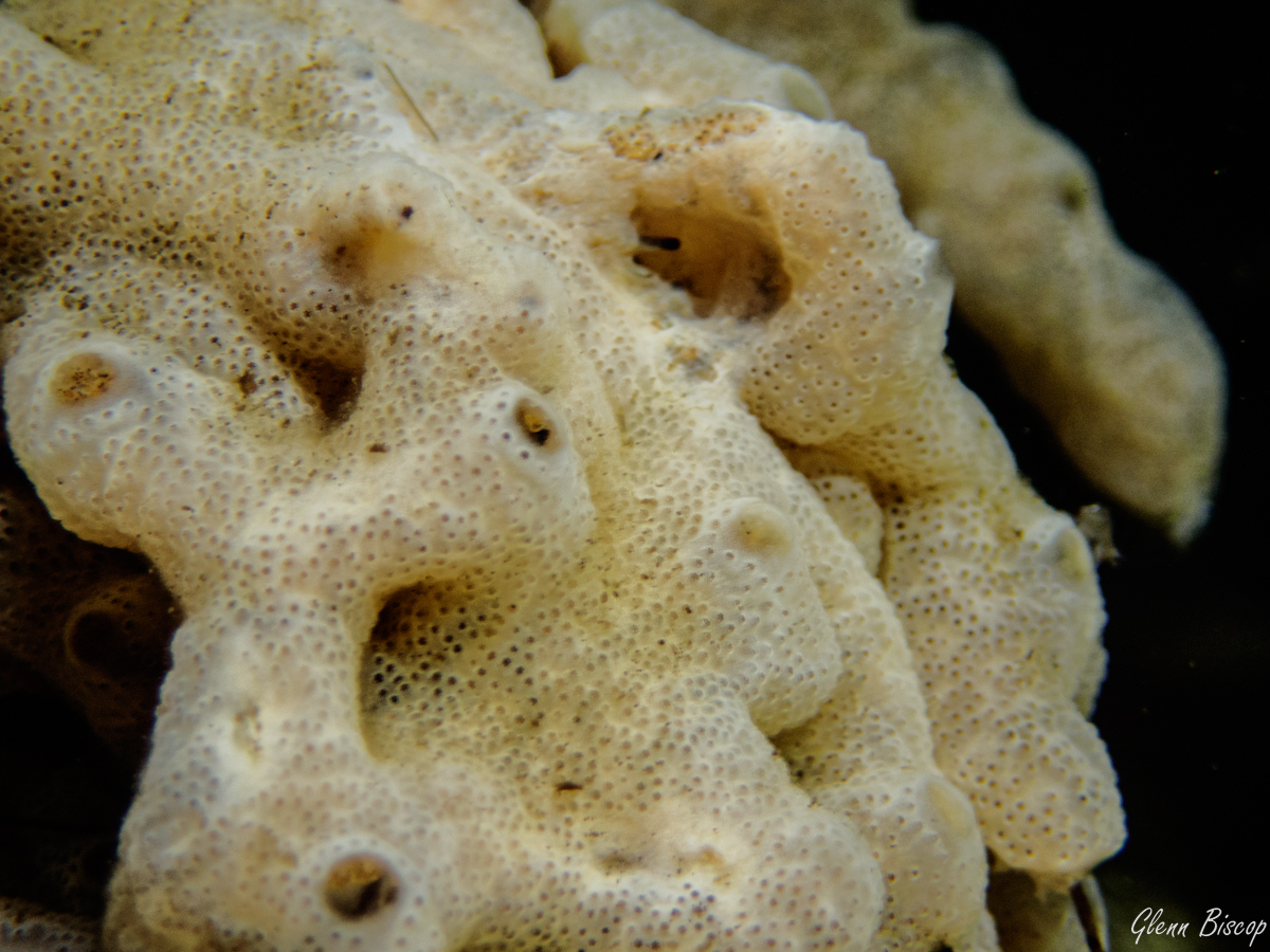 Didemnum vexillum Kott, 2002