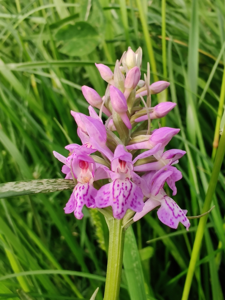 Broad-leaved Marsh Orchid from Krupki, BY-MI, BY on June 18, 2022 at 06:13 PM by Игорь · iNaturalist