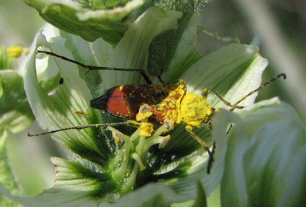 Dimorphic Flower Longhorn Beetle from Calaveras County, CA, USA on June ...