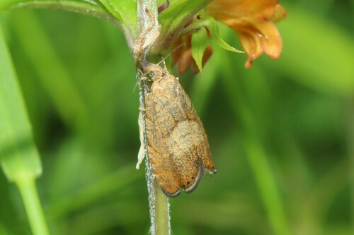 Dichrorampha cacaleana · iNaturalist