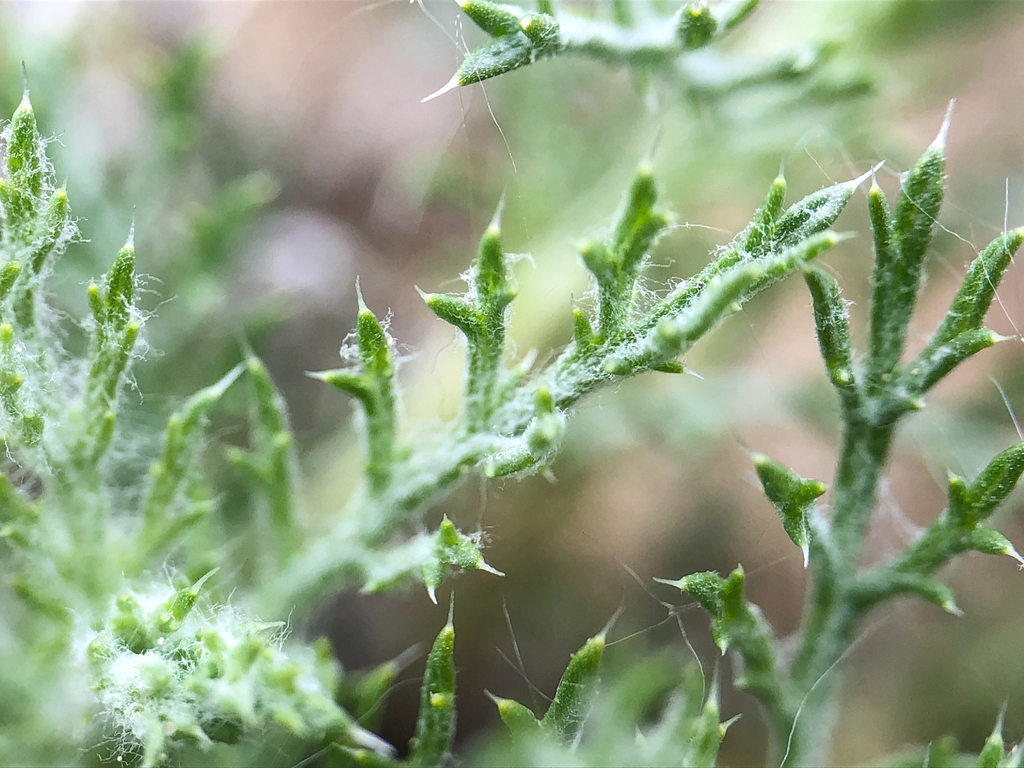 Spiny Goldenweed in June 2022 by Jason Headley · iNaturalist