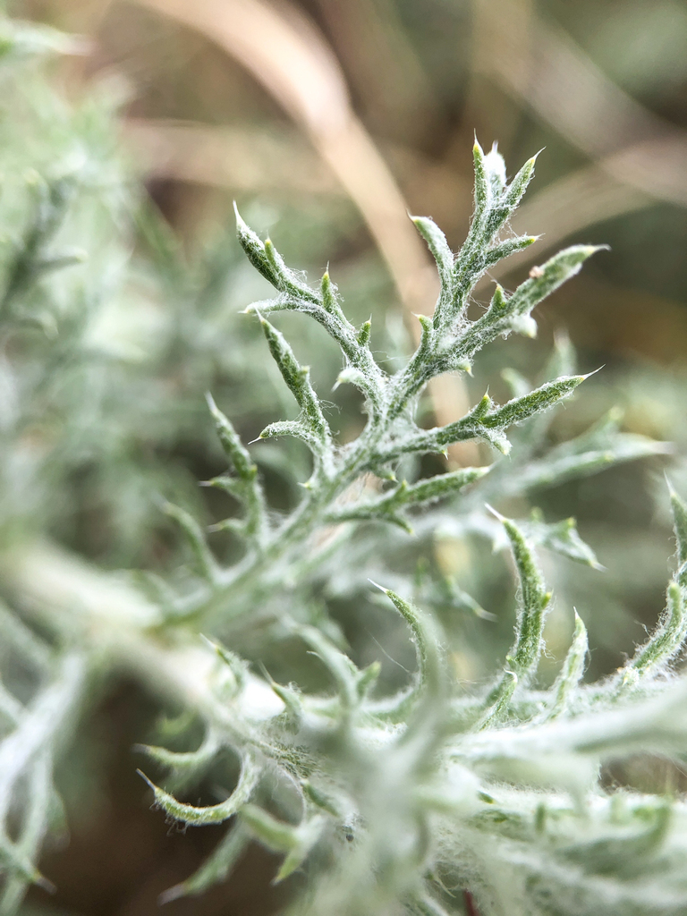 Spiny Goldenweed in June 2022 by Jason Headley · iNaturalist