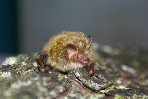 Tube-nosed Bats (Subfamily Murininae) · iNaturalist