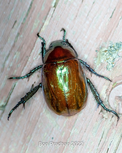 Anomala rufiventris · iNaturalist