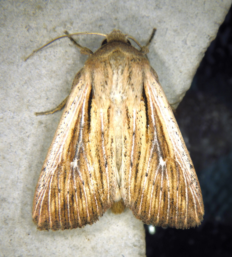 Heterodox Wainscot Moth from Bruce County, ON, Canada on June 20, 2022 ...