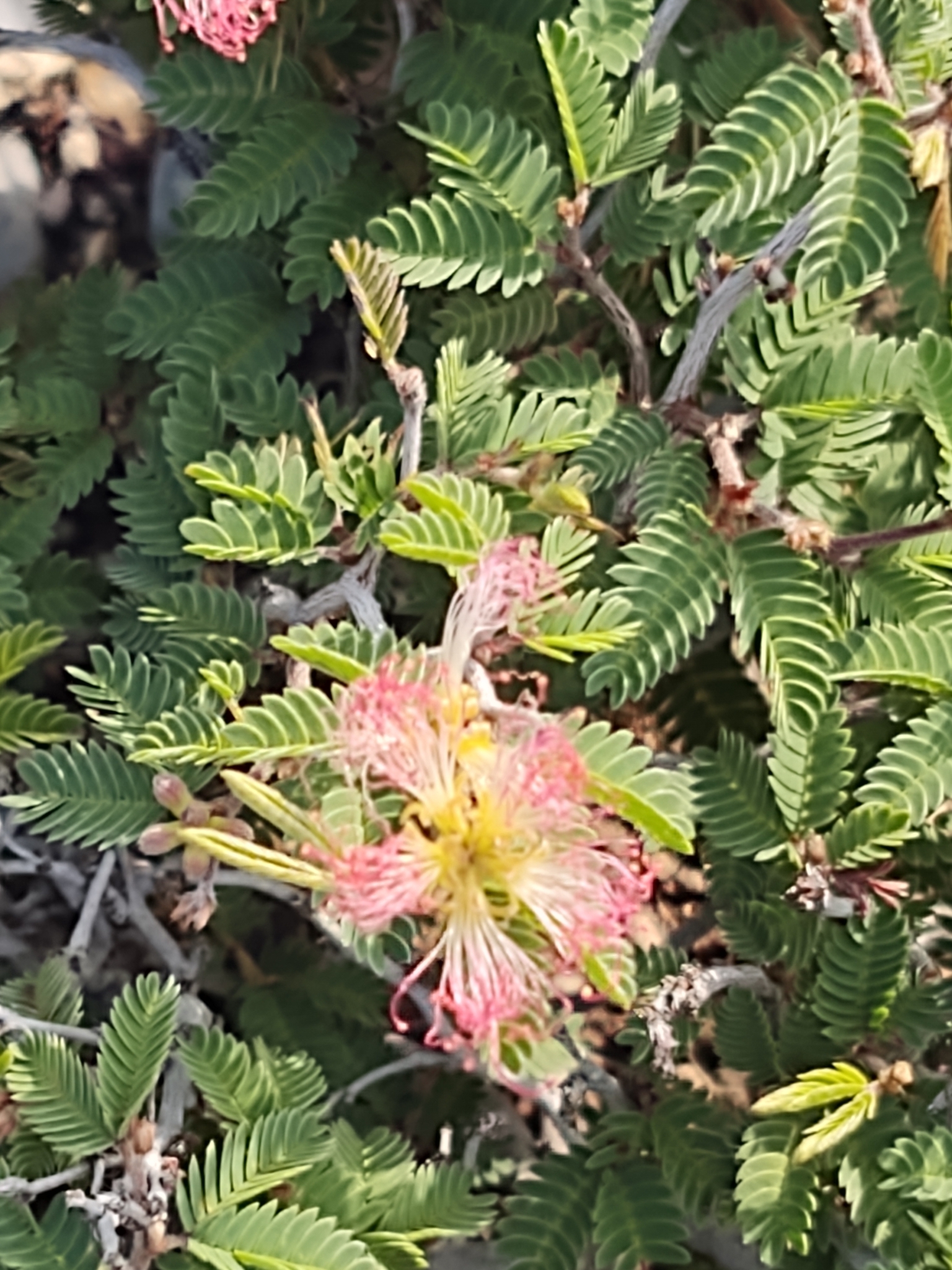 Calliandra conferta Benth.