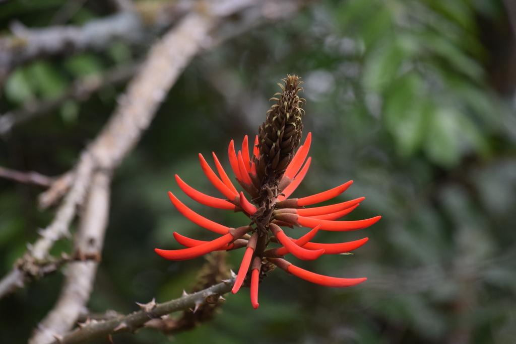 Ivory Coral Tree from Jardim Botânico, Curitiba - PR, 82590-300, Brasil ...