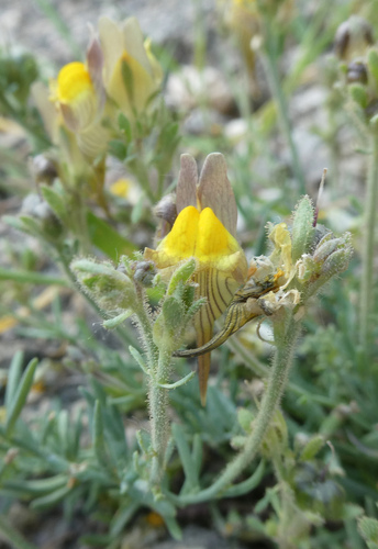 Subspecies Linaria aeruginea cardonica · iNaturalist