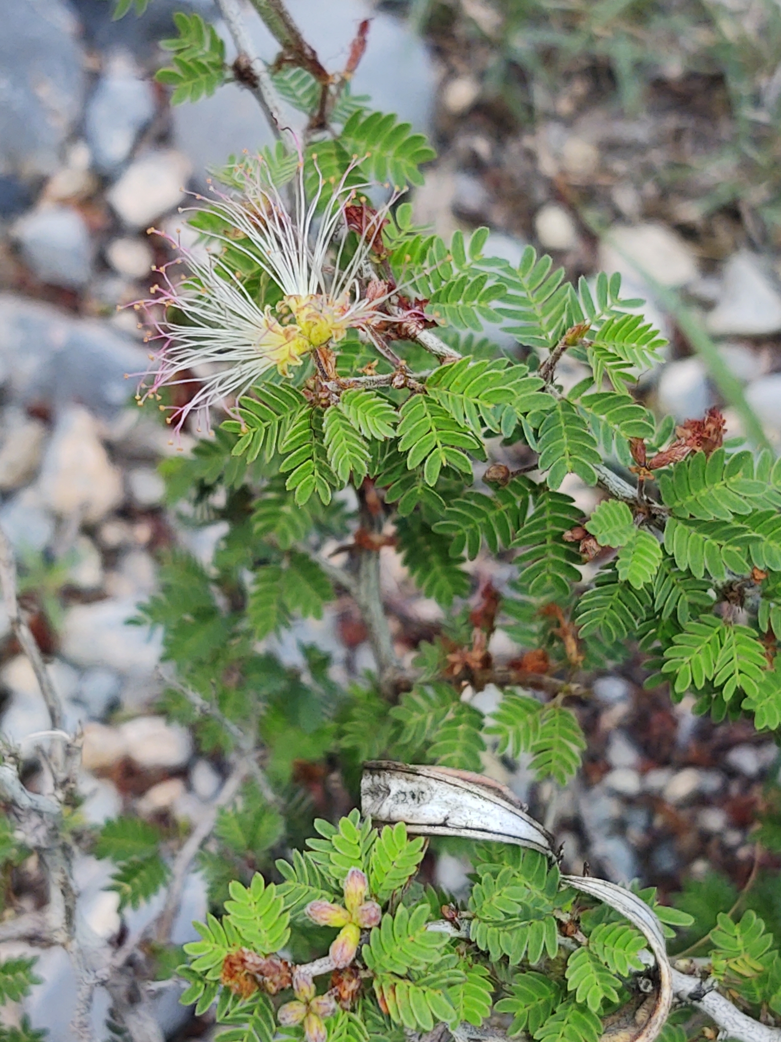 Calliandra conferta Benth.