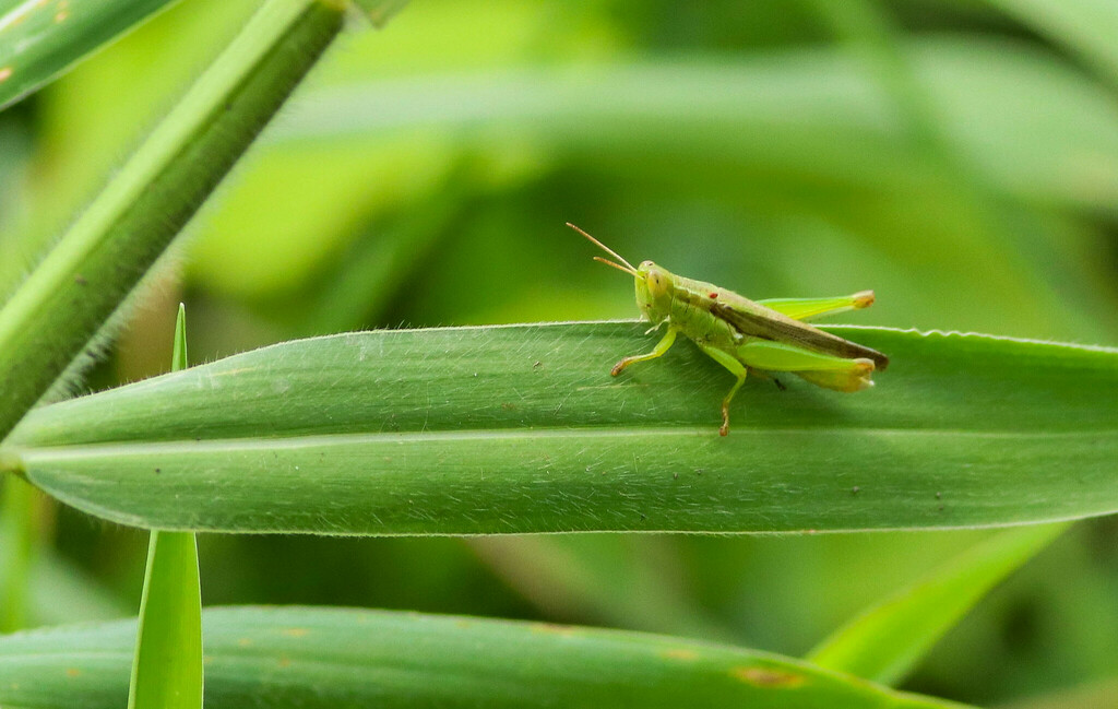 Chinese rice grasshopper from Jaguli Grassland, West Bengal, India on ...