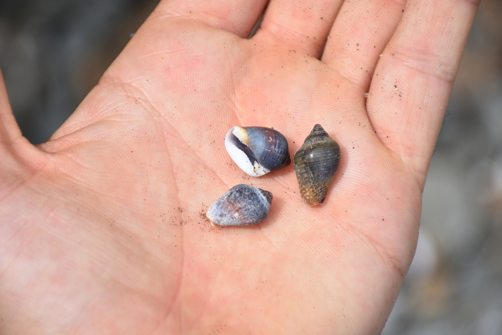 Columbella labiosa from Bahía Solano, Choco, Colombia on June 09, 2022 ...