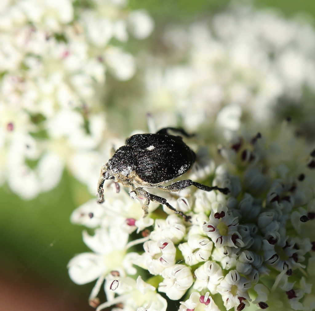 Iris weevil from Gonfreville-l'Orcher, France on May 17, 2022 at 06:11 ...