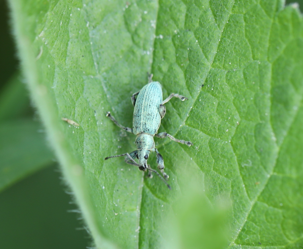 Nettle weevil from Oudalle, France on May 02, 2022 at 06:16 PM by ...