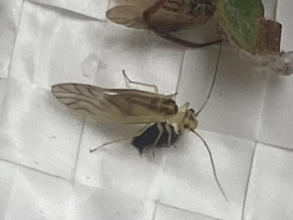 Barklice, Booklice, and Parasitic Lice from Glasgow, Scotland, GB on ...