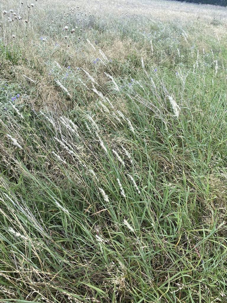 silver bluestem from Dinosaur Valley State Park, Glen Rose, TX, US on ...