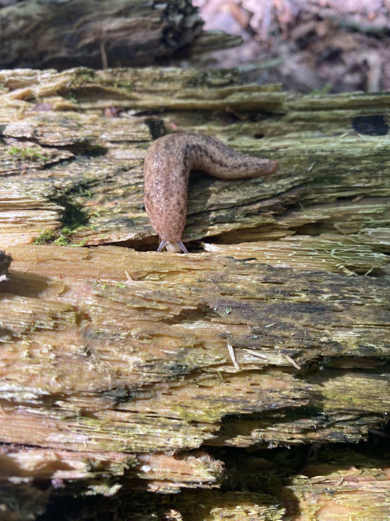 Philomycus togatus (A.Gould, 1841)