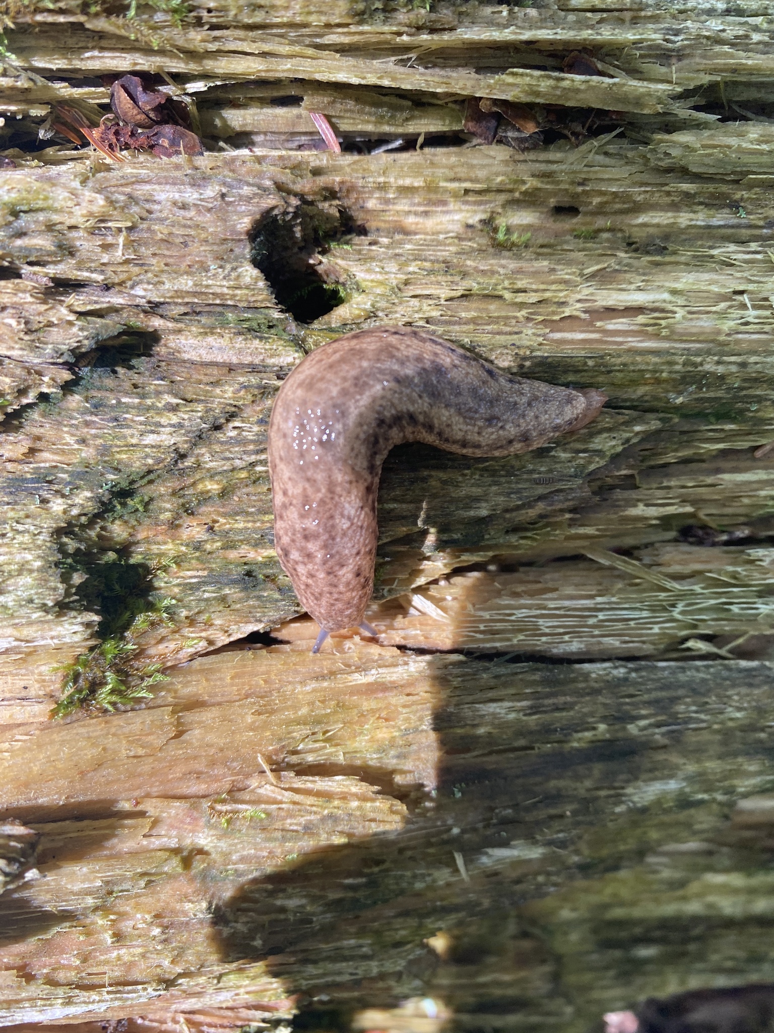 Philomycus togatus (A.Gould, 1841)