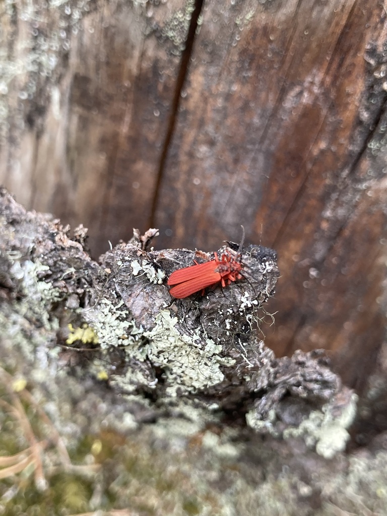 Red Net-winged Beetle from Foothills County, AB T0L, Canada on May 29 ...