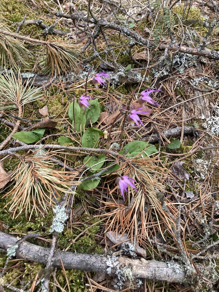 Eastern Fairy-slipper from Foothills County, AB T0L, Canada on May 29 ...