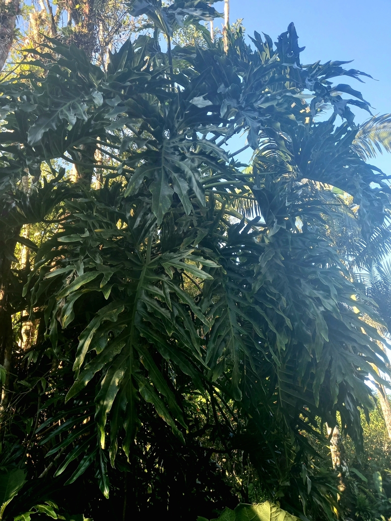 Tree Philodendron from Antonina, PR, Brasil on June 12, 2022 at 04:01 ...