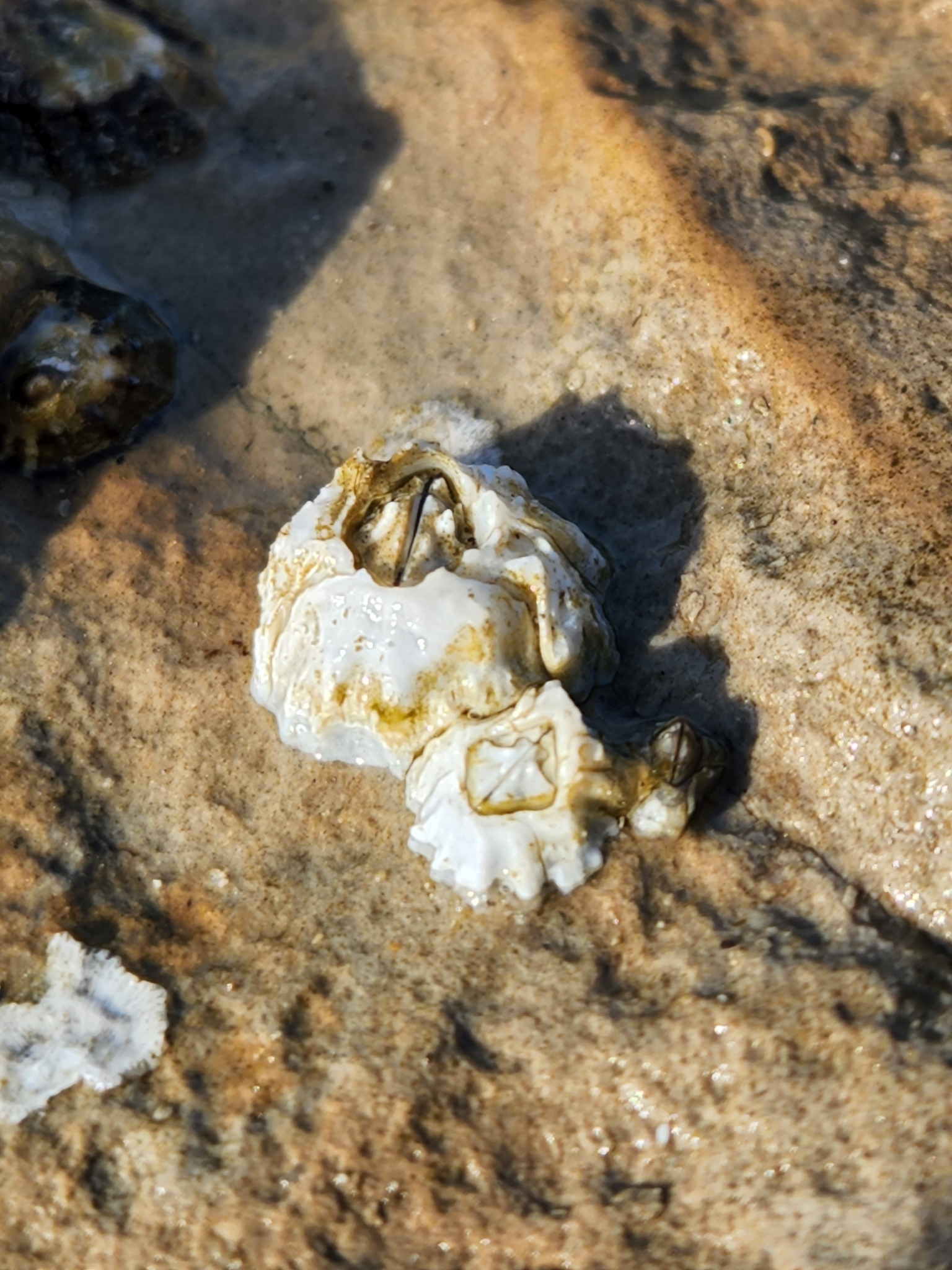 Balanus crenatus Bruguière, 1789