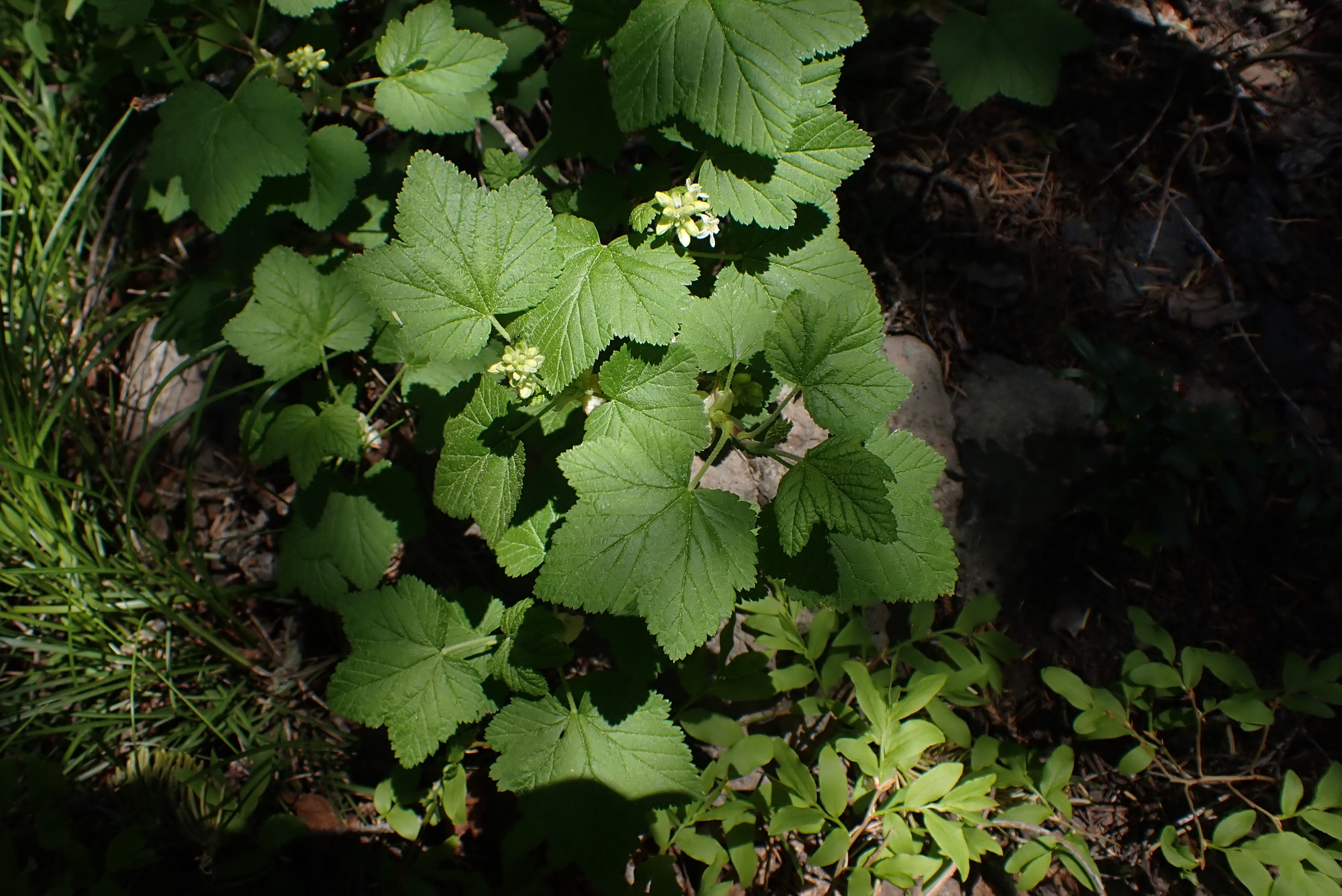 Ribes wolfii Rothr.