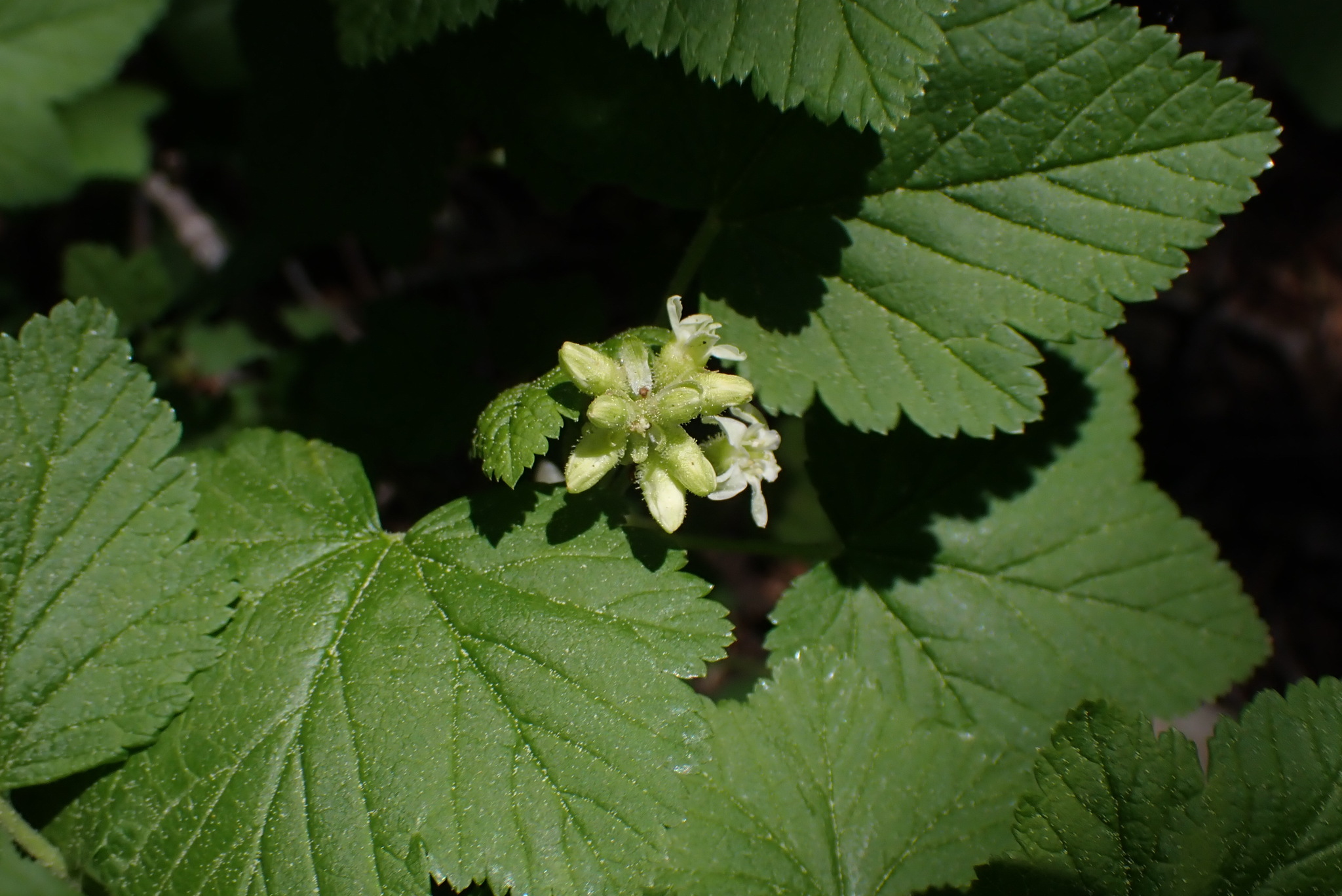 Ribes wolfii Rothr.