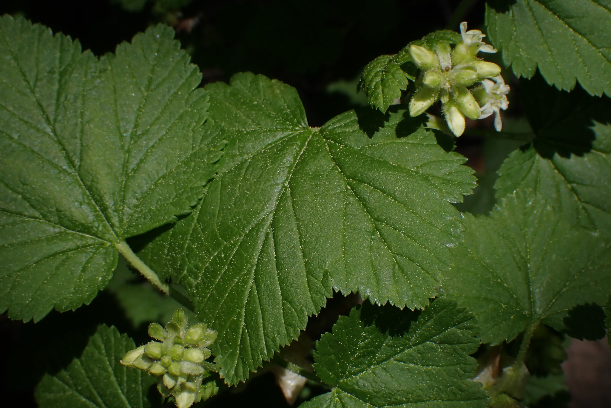 Ribes wolfii Rothr.
