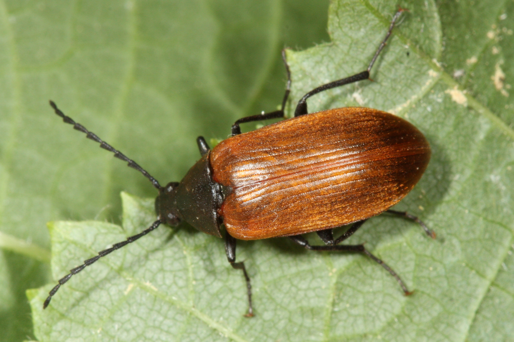 Pseudocistela ceramboides (Linnaeus, 1758)