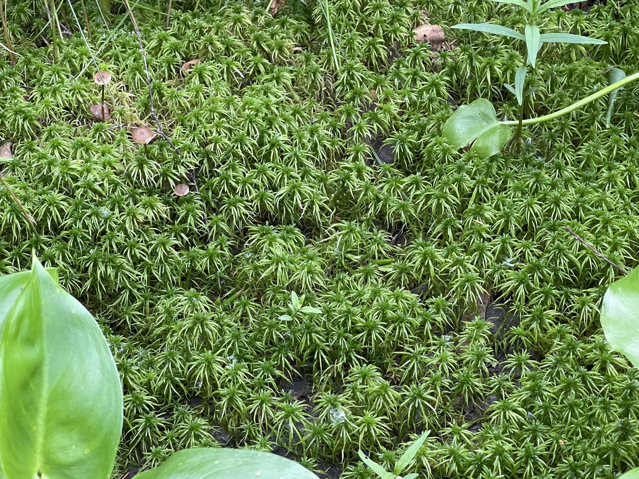 Sphagnum riparium Ångström, 1864