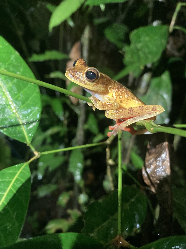 Canal Zone Tree Frog from Tortuguero National Park, Pococi, Limon, CR ...