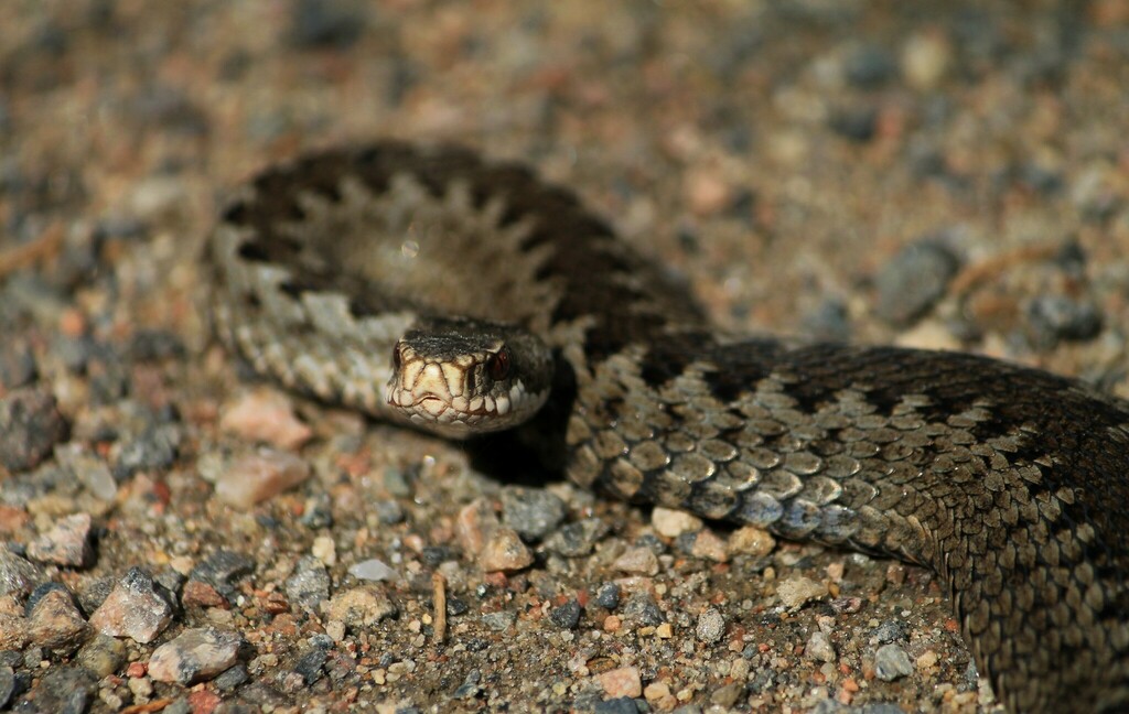 The Top Snake Headlines Of 2015 – Snake Radar