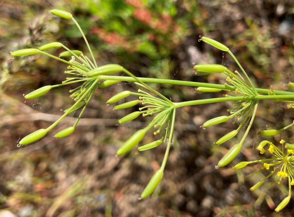 Wyeth Biscuitroot from River Run trail, Okanogan County, Washington ...