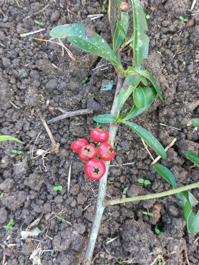 Maleae from Chase Valley, Pietermaritzburg, 3231, South Africa on May ...