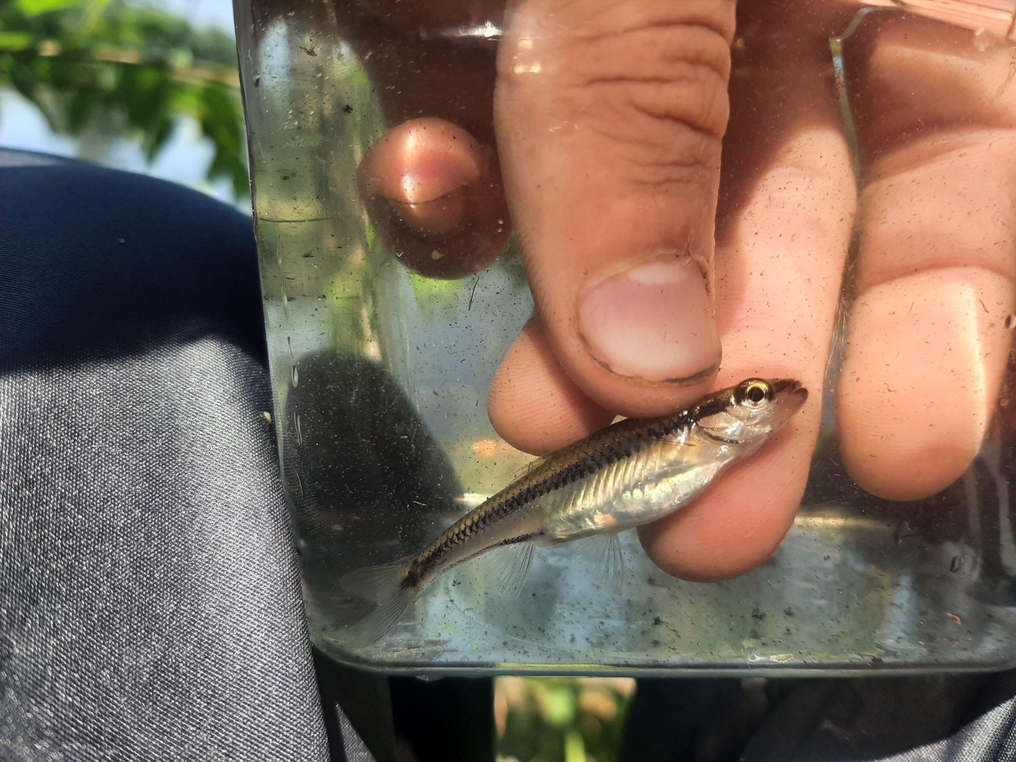 Notropis heterodon (Cope, 1865)