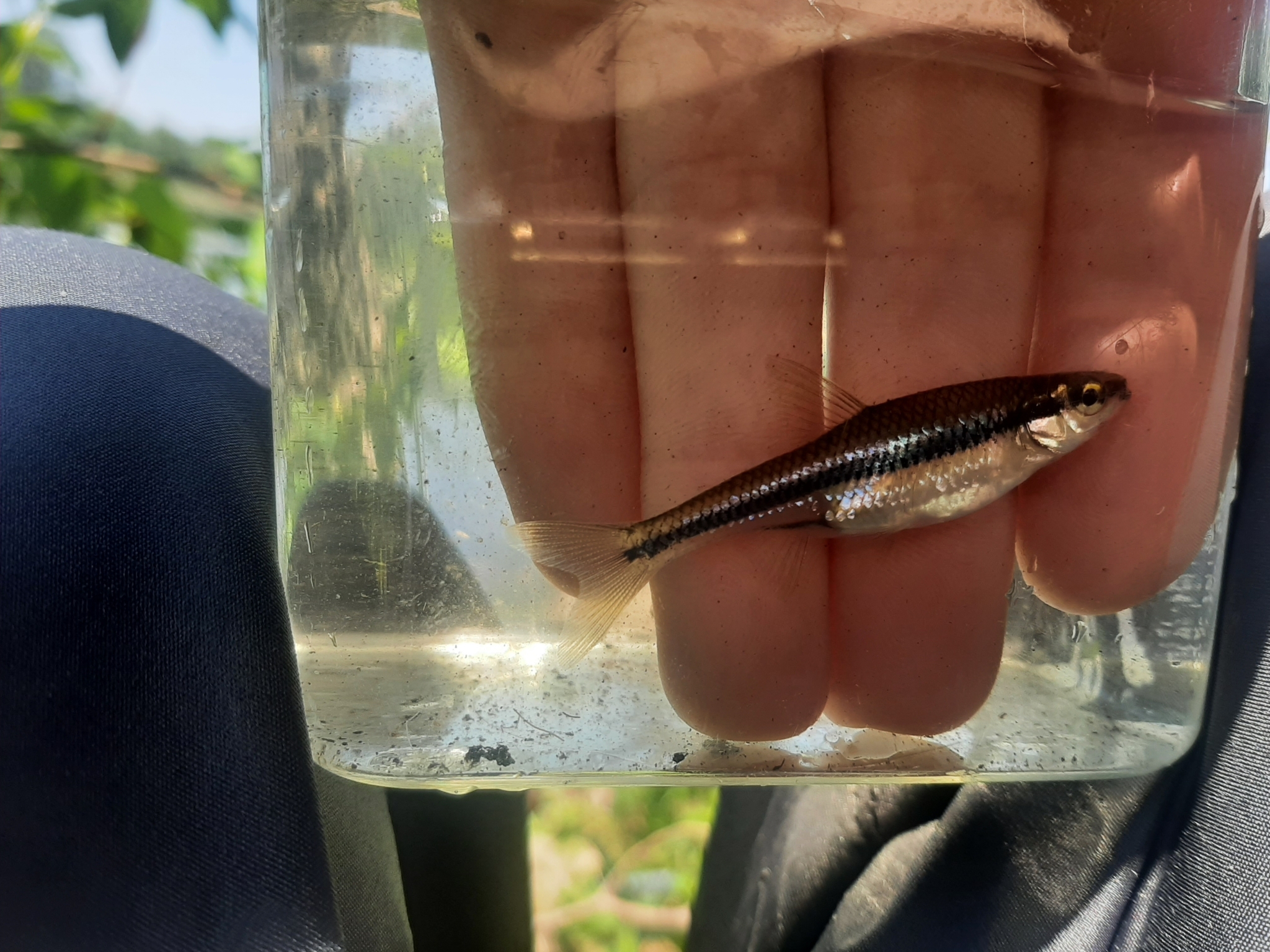 Notropis heterodon (Cope, 1865)