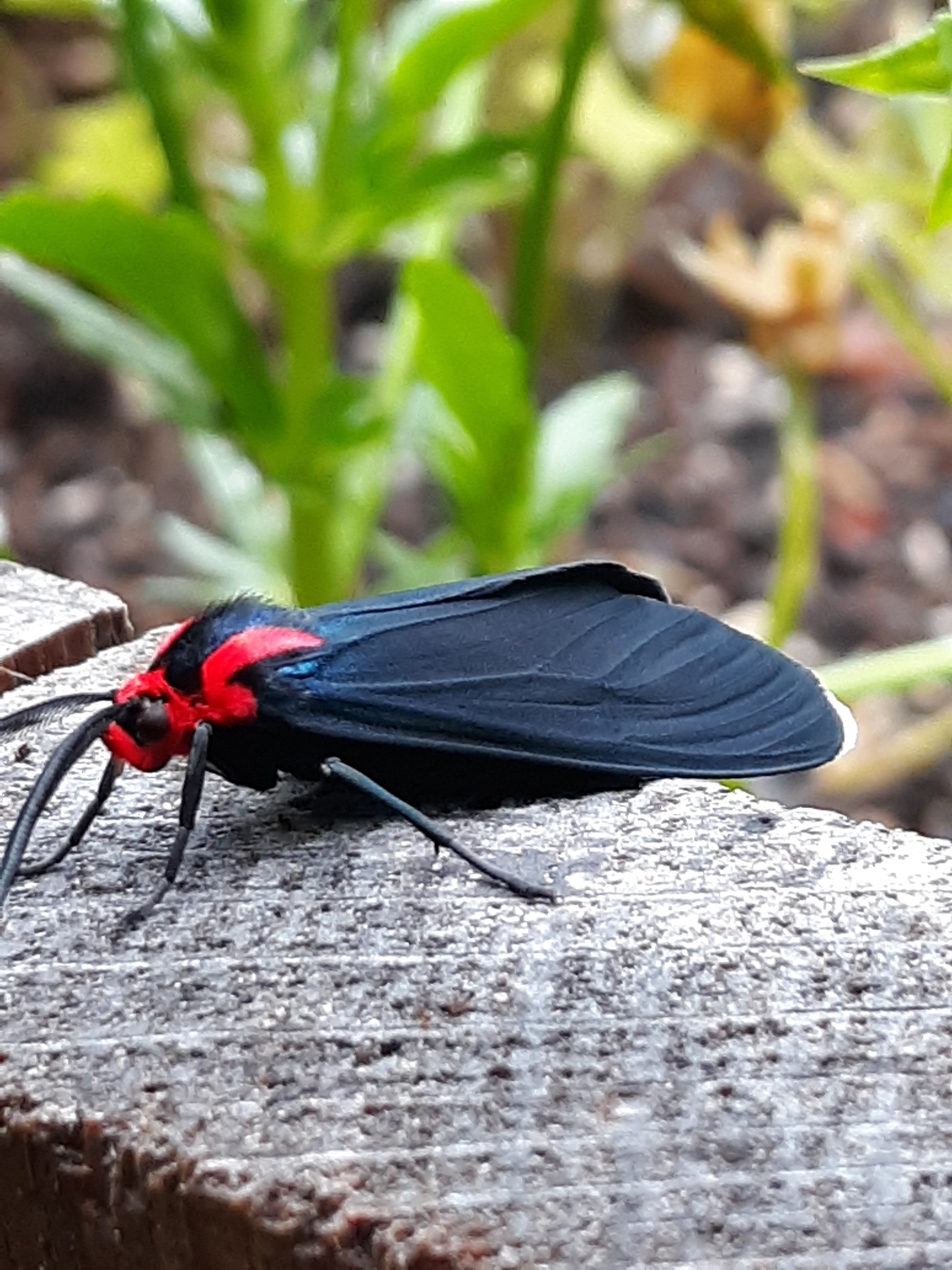 Ctenucha rubroscapus Ménétriés, 1857