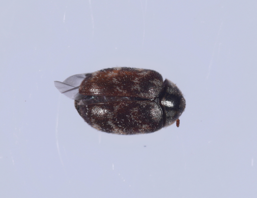 Australian Carpet Beetle from Graville, Le Havre, France on May 20 ...