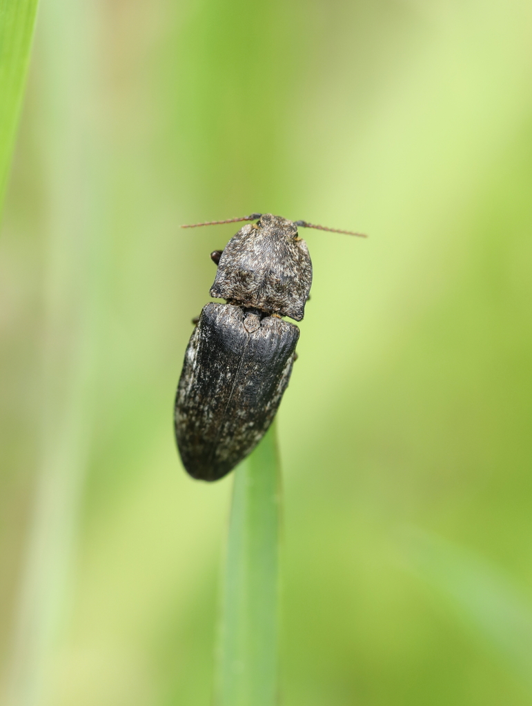 Mottled dingy-brown click beetle from Gonfreville-l'Orcher, France on ...