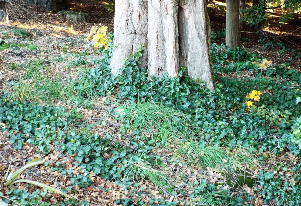 English Ivy (Invasive Plants of Maryland) · iNaturalist