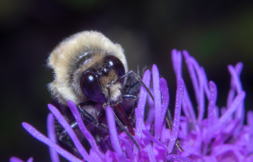 Bumble Bees from Squirrel Hill South, Pittsburgh, PA, USA on July 03 ...
