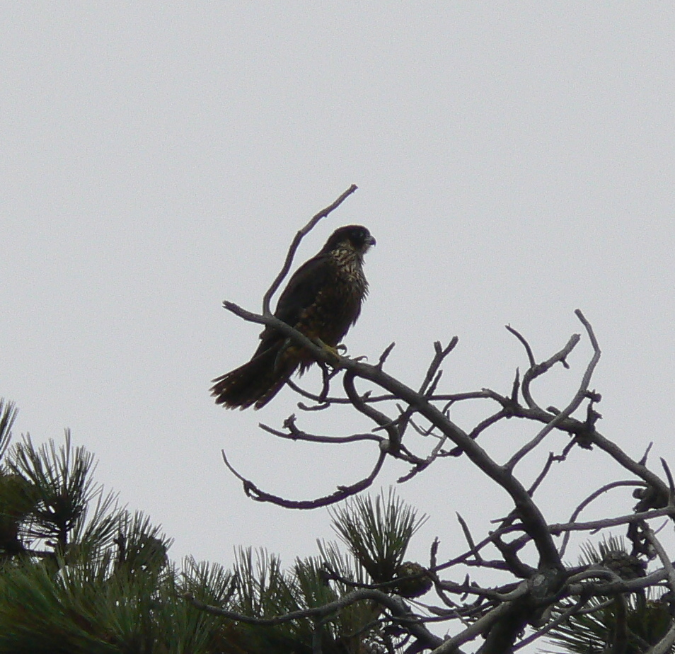 Peregrine Falcon from La Jolla, San Diego, CA, USA on July 19, 2008 at ...