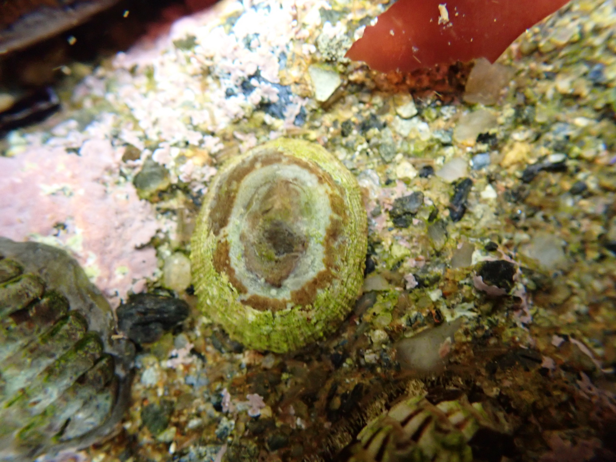 Lottia limatula (Carpenter, 1864)